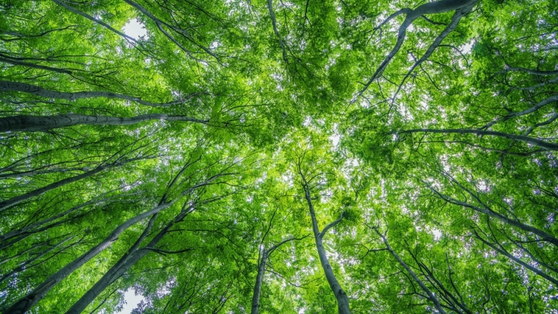Boston’s First Urban Forest Plan – Boston Flora