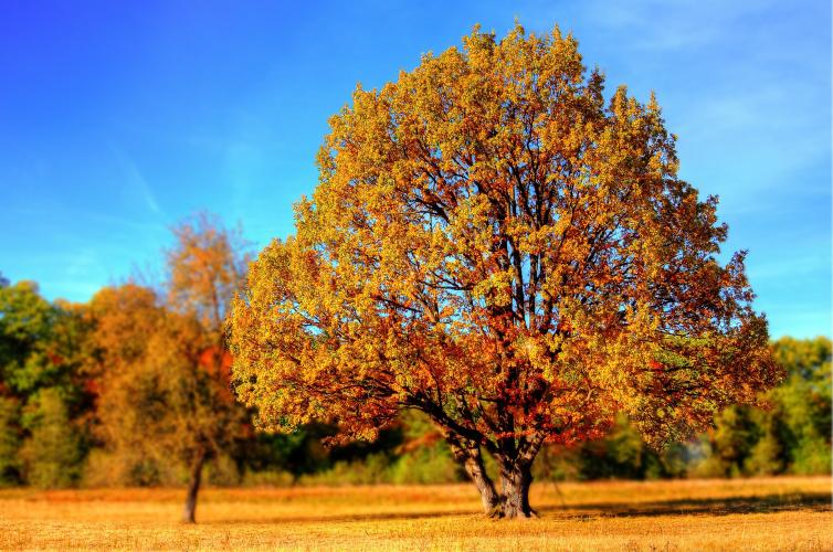 Wednesdays, October 15 – November 19 – Mixing the Autumn Palette ...