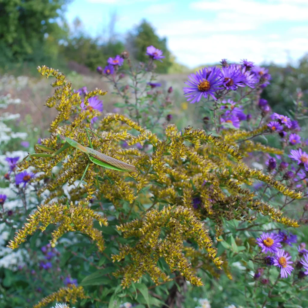 native gardens – Boston Flora